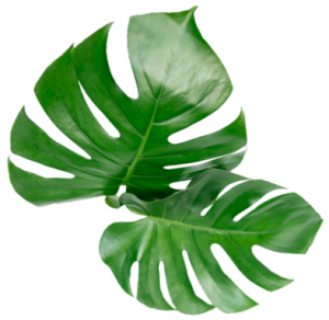 Pollen Street Capital - Leading Innovation in Financial Services