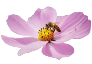 Investors – Pollen Street